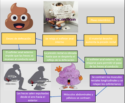 Blog de Fisiología Médica UAS de Daniel Pérez: Mapa Mental DEFECACIÓN