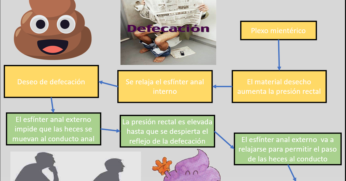 Blog de Fisiología Médica UAS de Daniel Pérez: Mapa Mental DEFECACIÓN