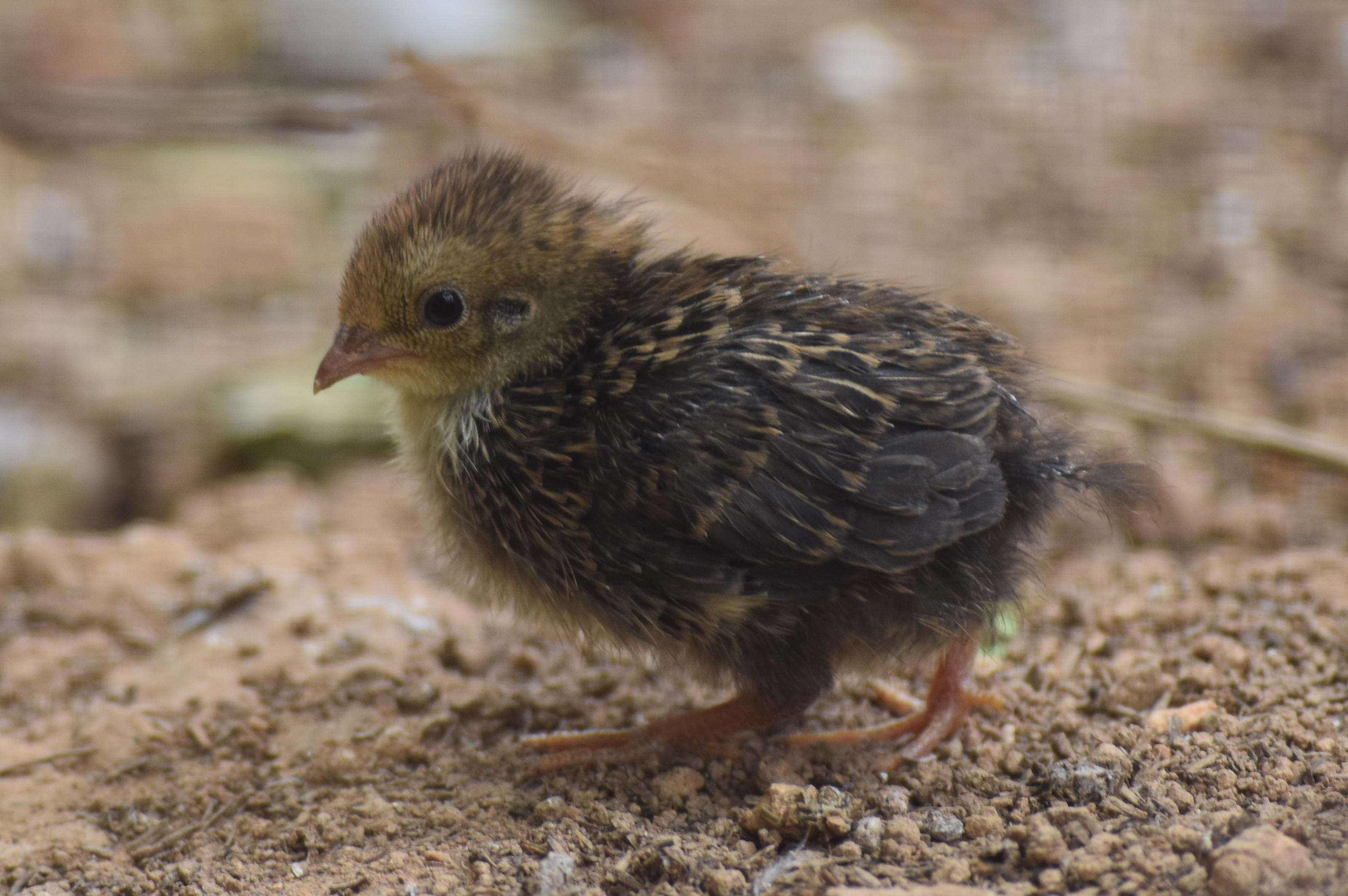 ZOOTOGRAFIANDO (6.100 ANIMALS): CODORNIZ CHINA / ASIAN BLUE QUAIL ...