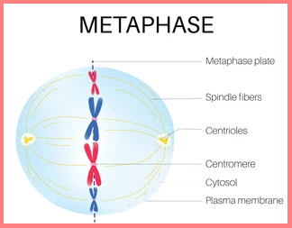 Cell cycle