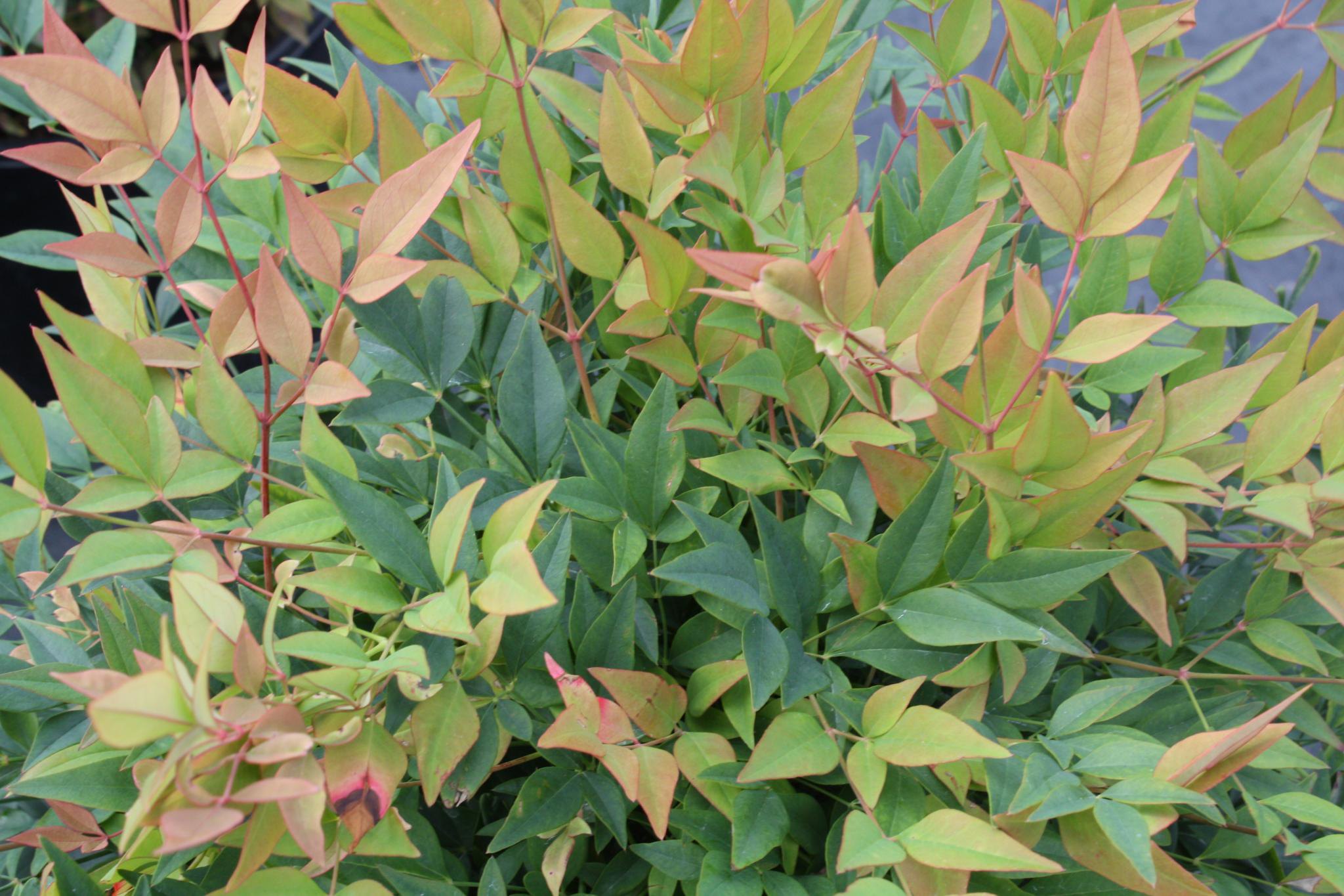 Nandina Gulfstream - Gulf Stream Heavenly Bamboo care and culture ...