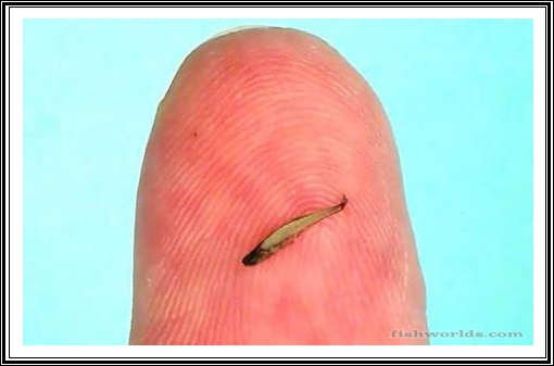 Unique Facts About Fish In The World | FISH WORLDs.com