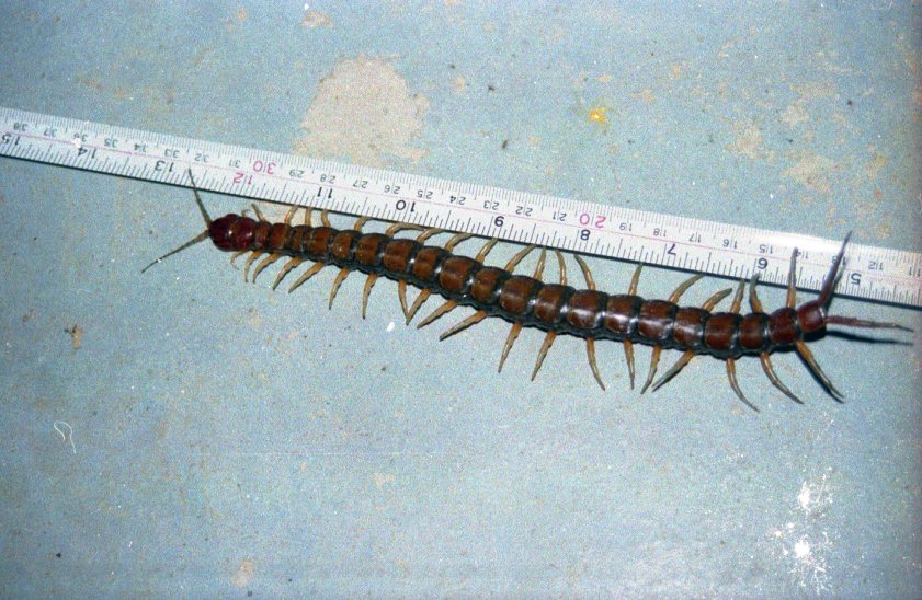 New Zealand Pictures