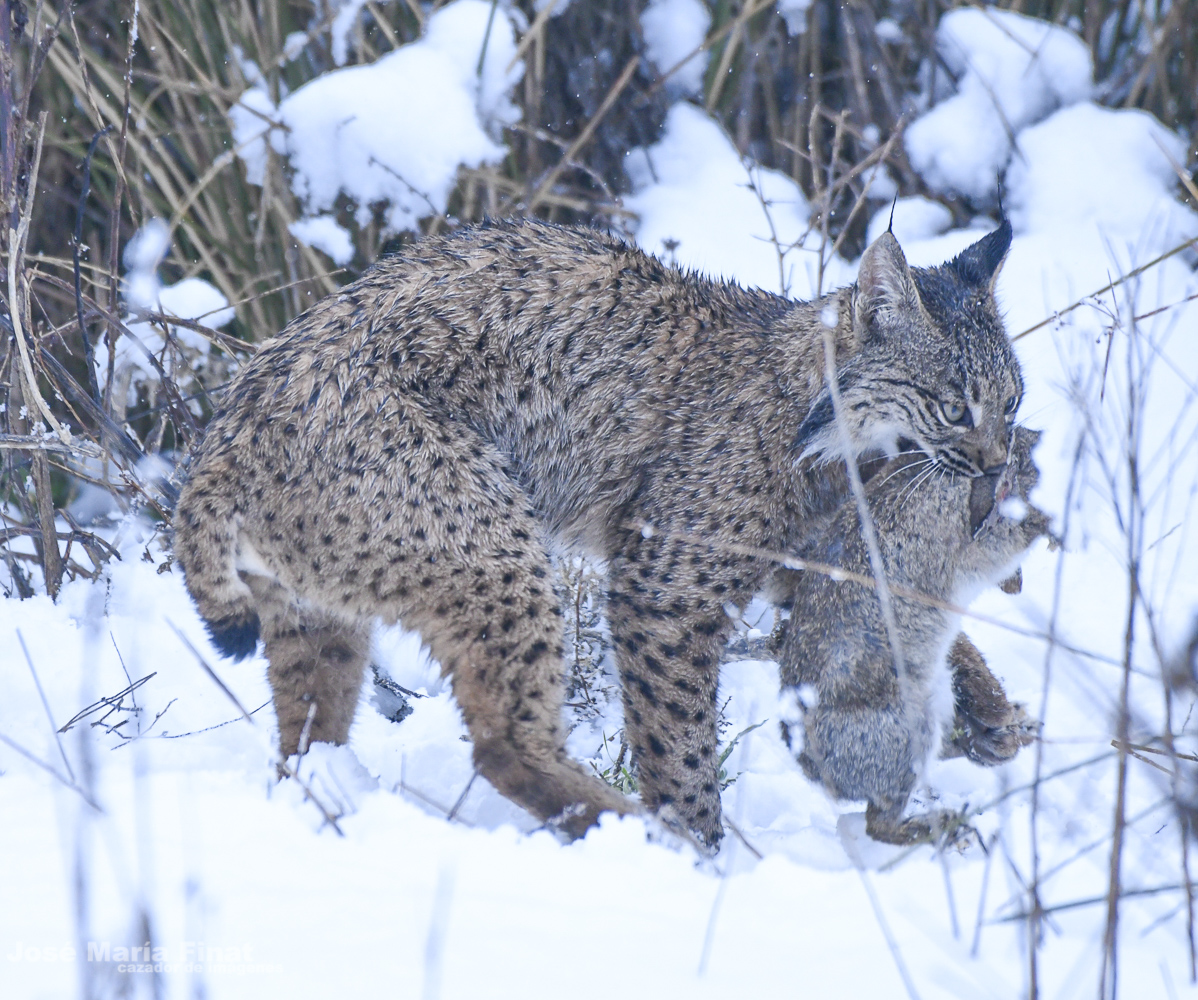 Lince Ibérico (Lynx pardinus) S.O.S.: Linces ibéricos na neve, na ...