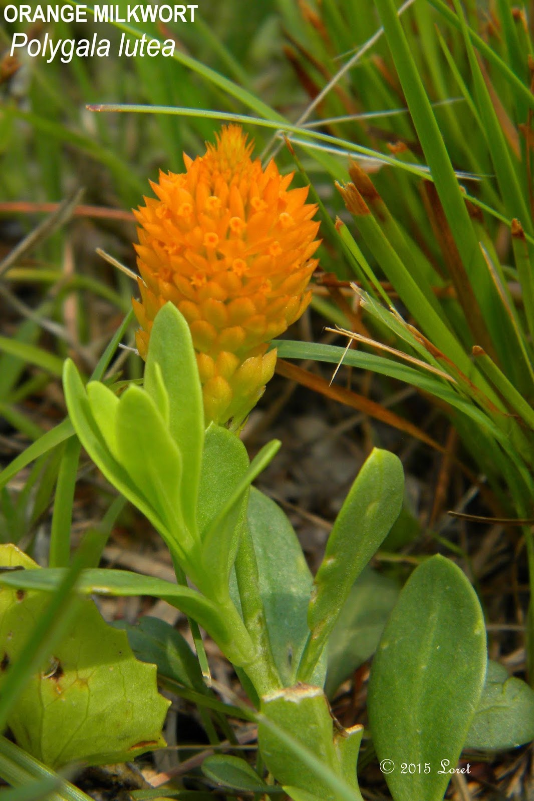 PLANT FAMILIES OF PUERTO RICO AND FLORIDA PAPO VIVES: POLYGALACEAE ...
