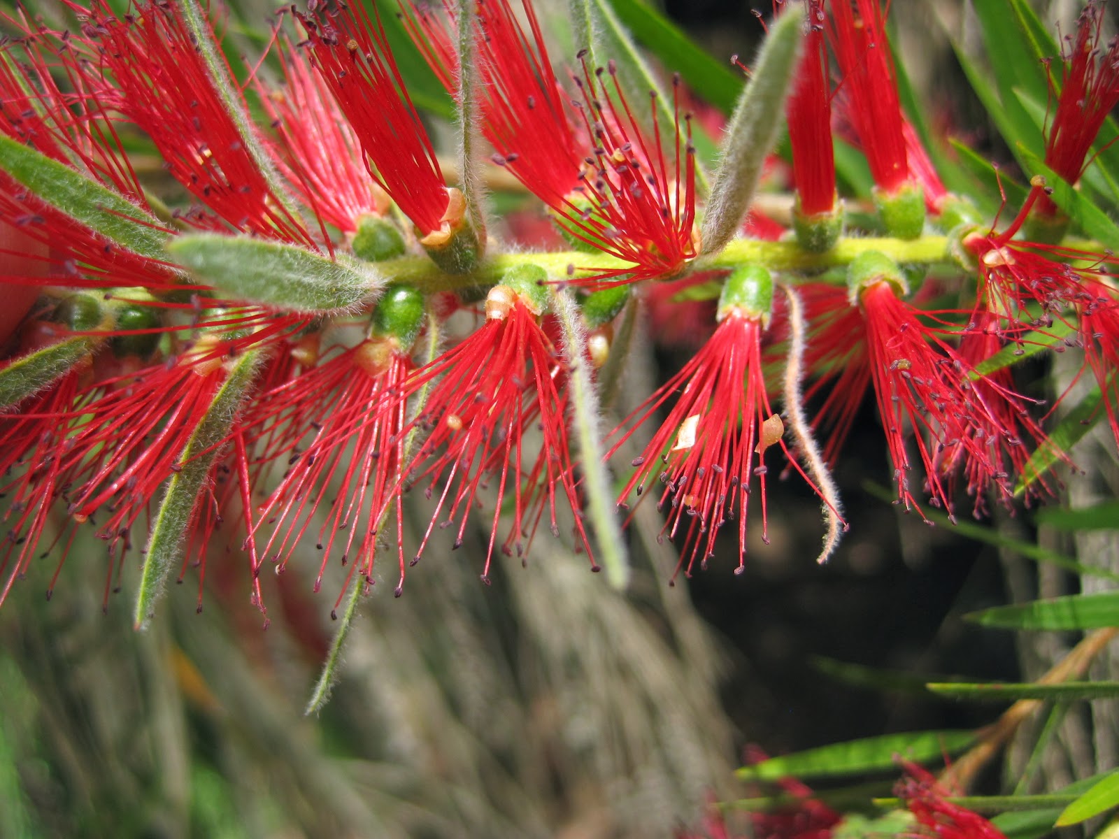 Trees of Santa Cruz County: Callistemon viminalis - Weeping Bottlebrush