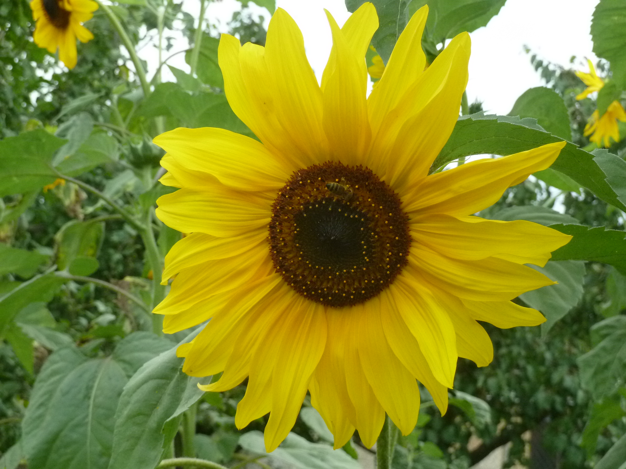 Mé radosti: Žlutá