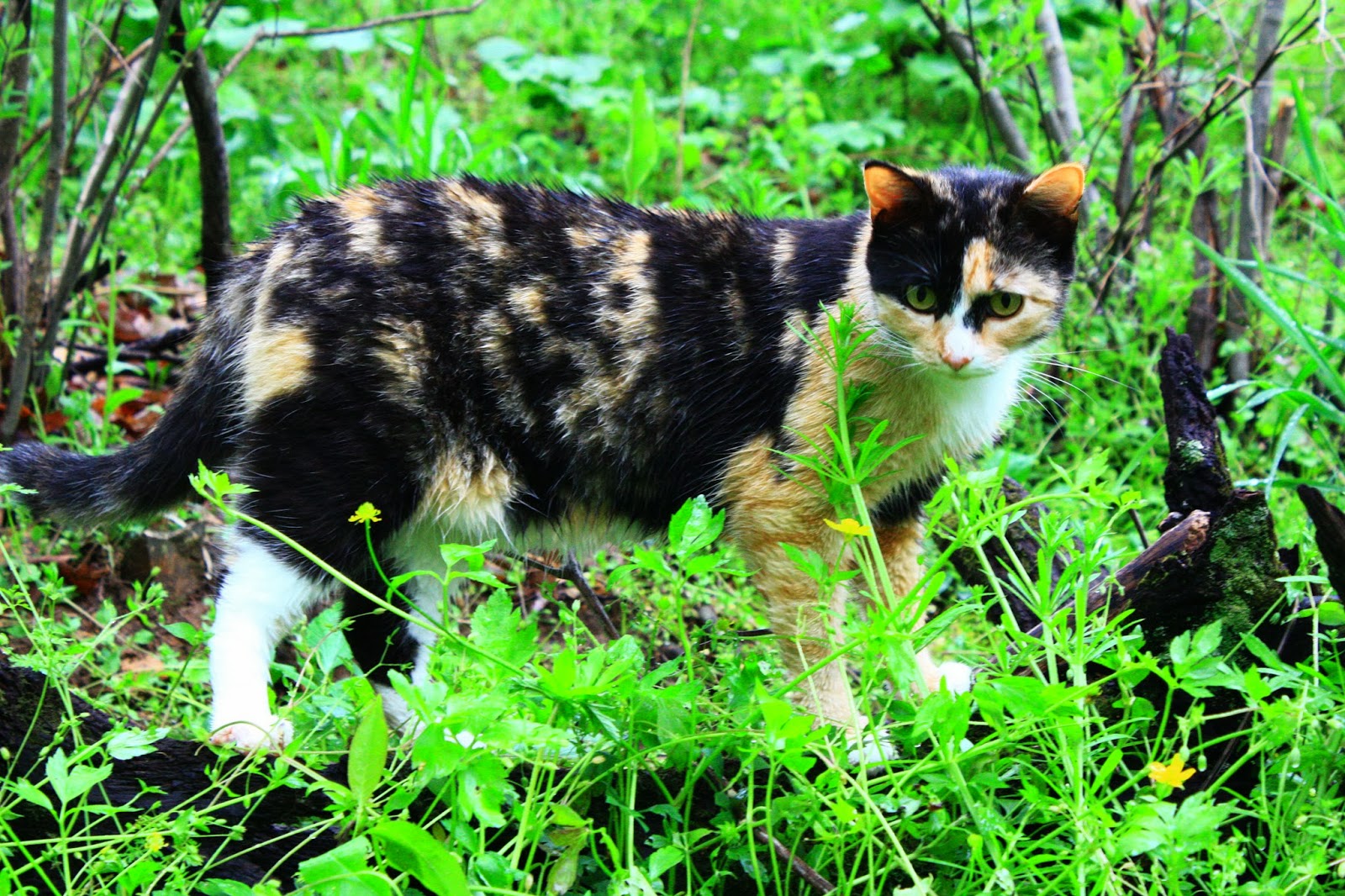 Siri, Queen of Little Bitty Life