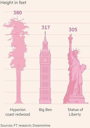 Sociolatte: The Hyperion Coast Redwood is a monster of a tree.
