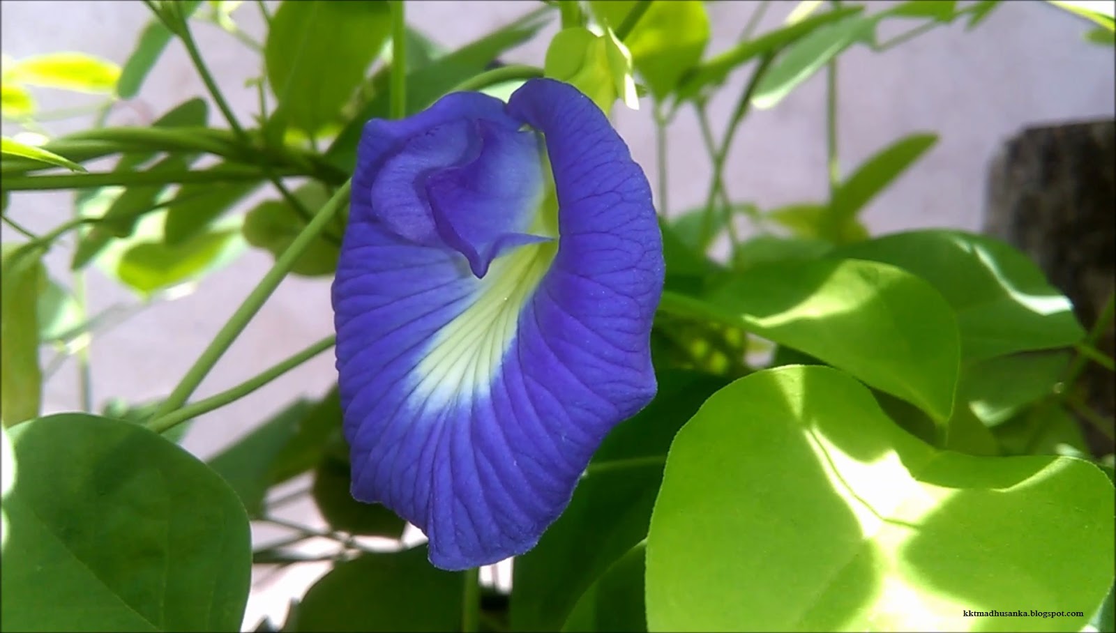 Nil Katarolu Mal Wagawa