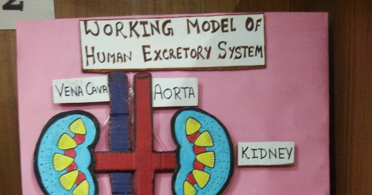 Science-cyclopedia: Self - made model of Human Excretory system