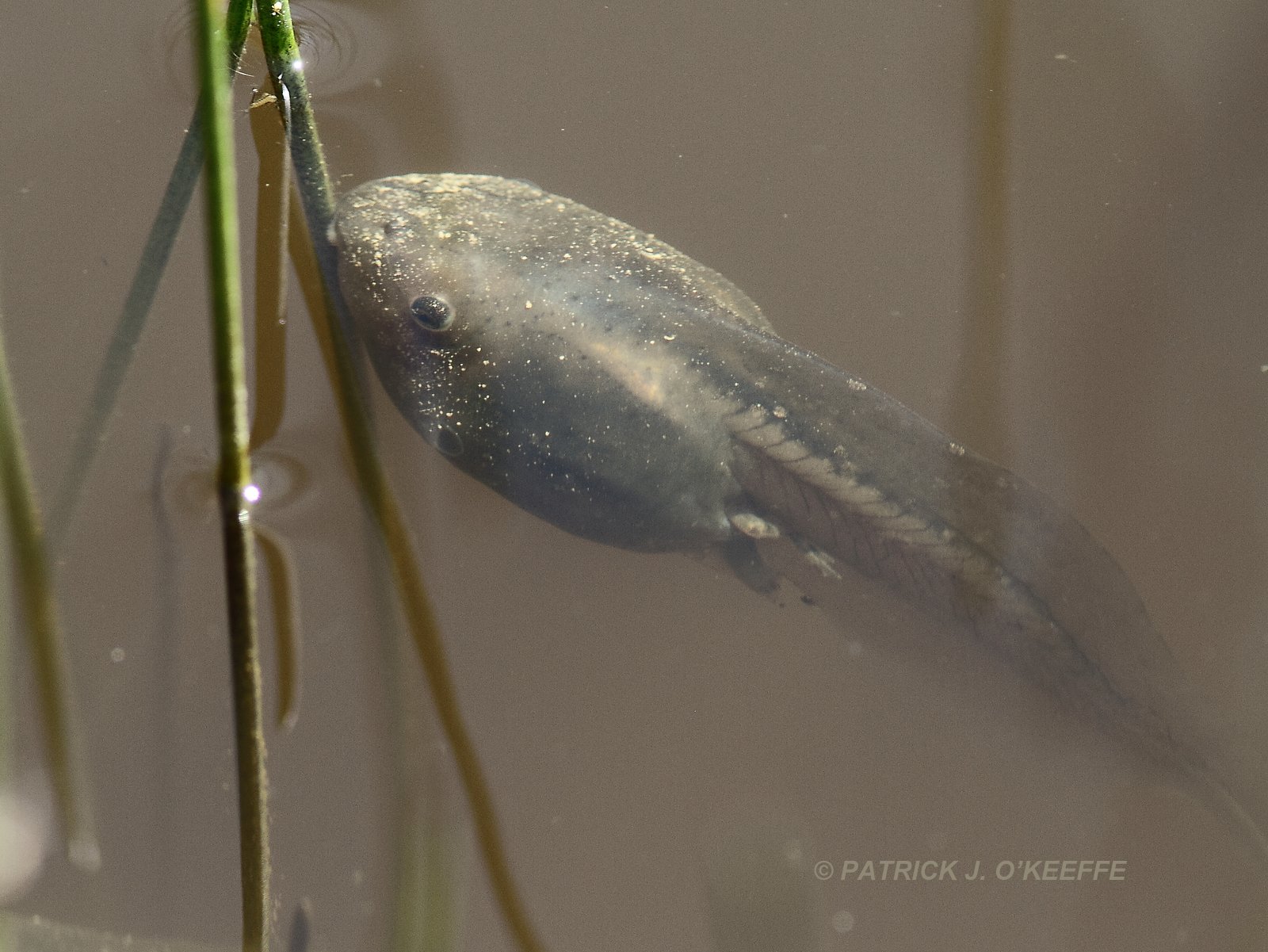 Raw Birds: POOL FROG (TADPOLE) Pelophylax lessonae