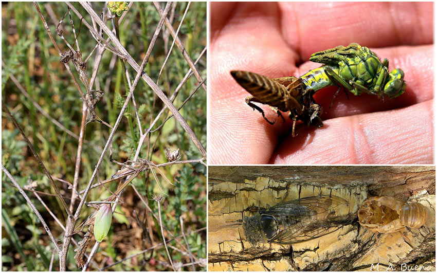 Foto-Natura-Huesca: EXOESQUELETO - METAMORFOSIS