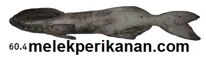 Ikan Sepatu Atau Common Remora (Remora remora); Morfologi, Habitat ...
