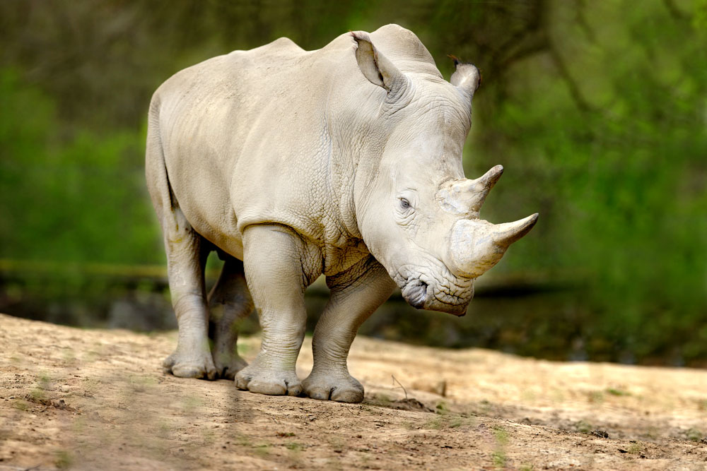 Legenda Badak Putih di Cianjur Jawa Barat | Cianjur Journey