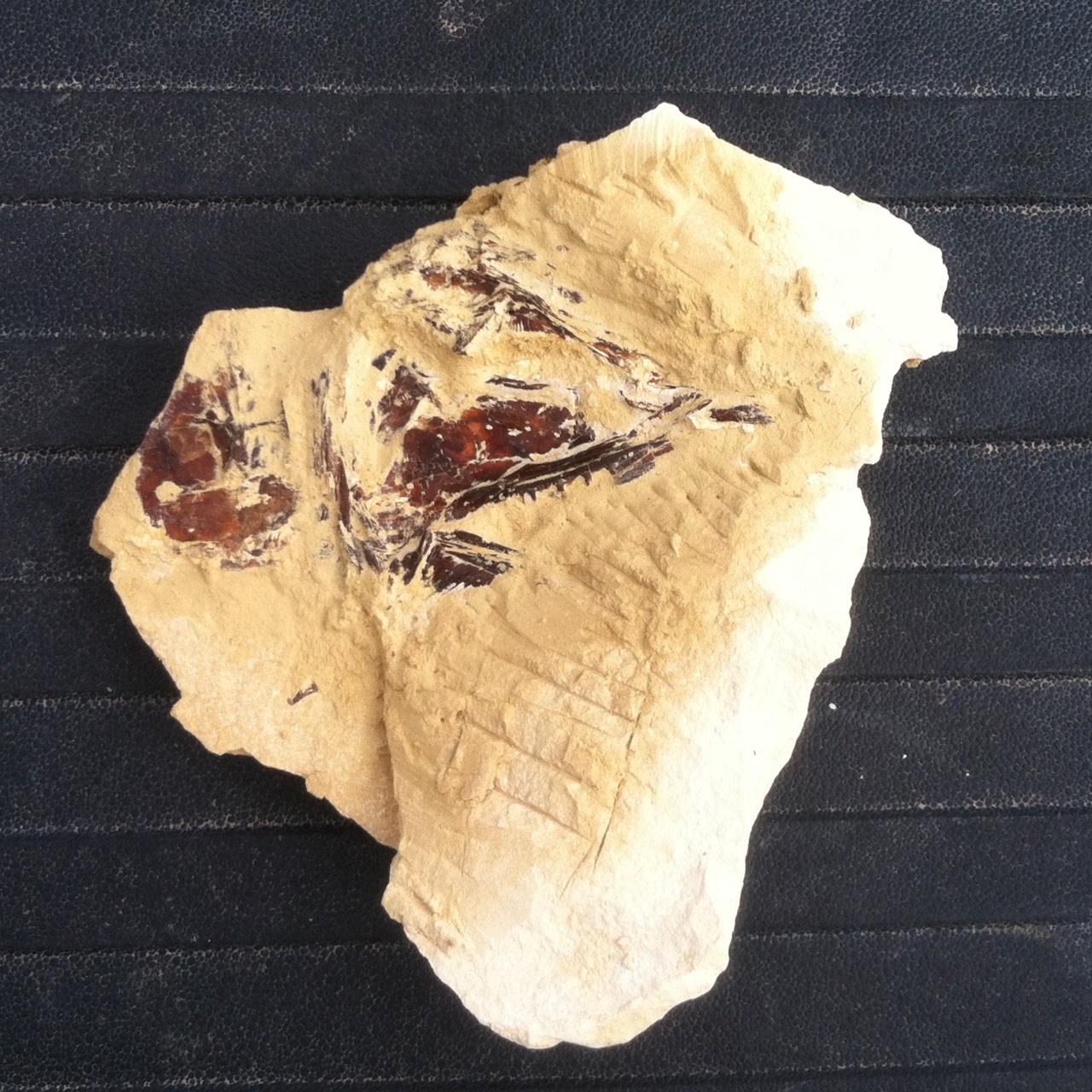 Kansas Fossil Hunter