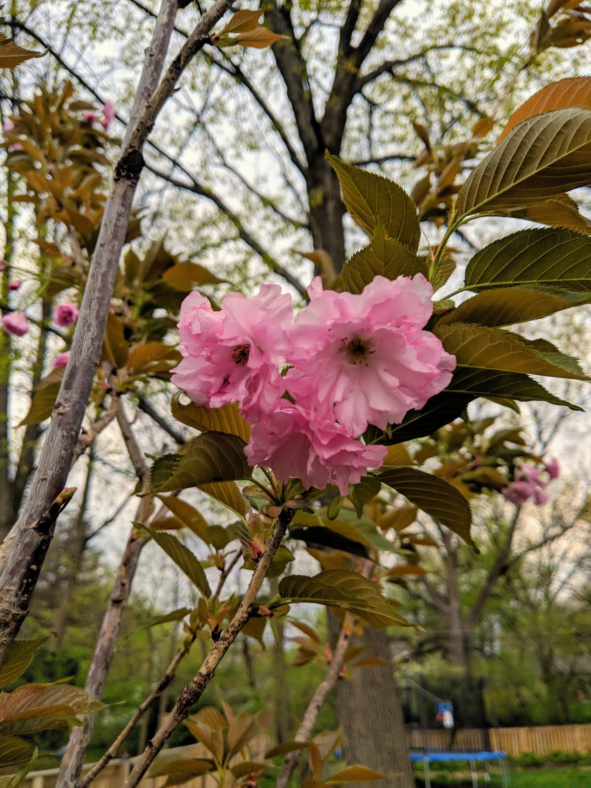 Kwanzan Cherry: Flowering in Spring 2018