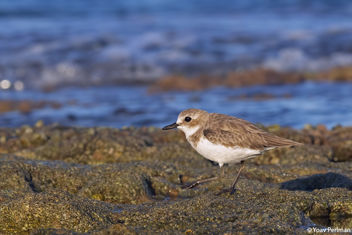 Yoav Perlman - birding, science, conservation, photography: Greater ...