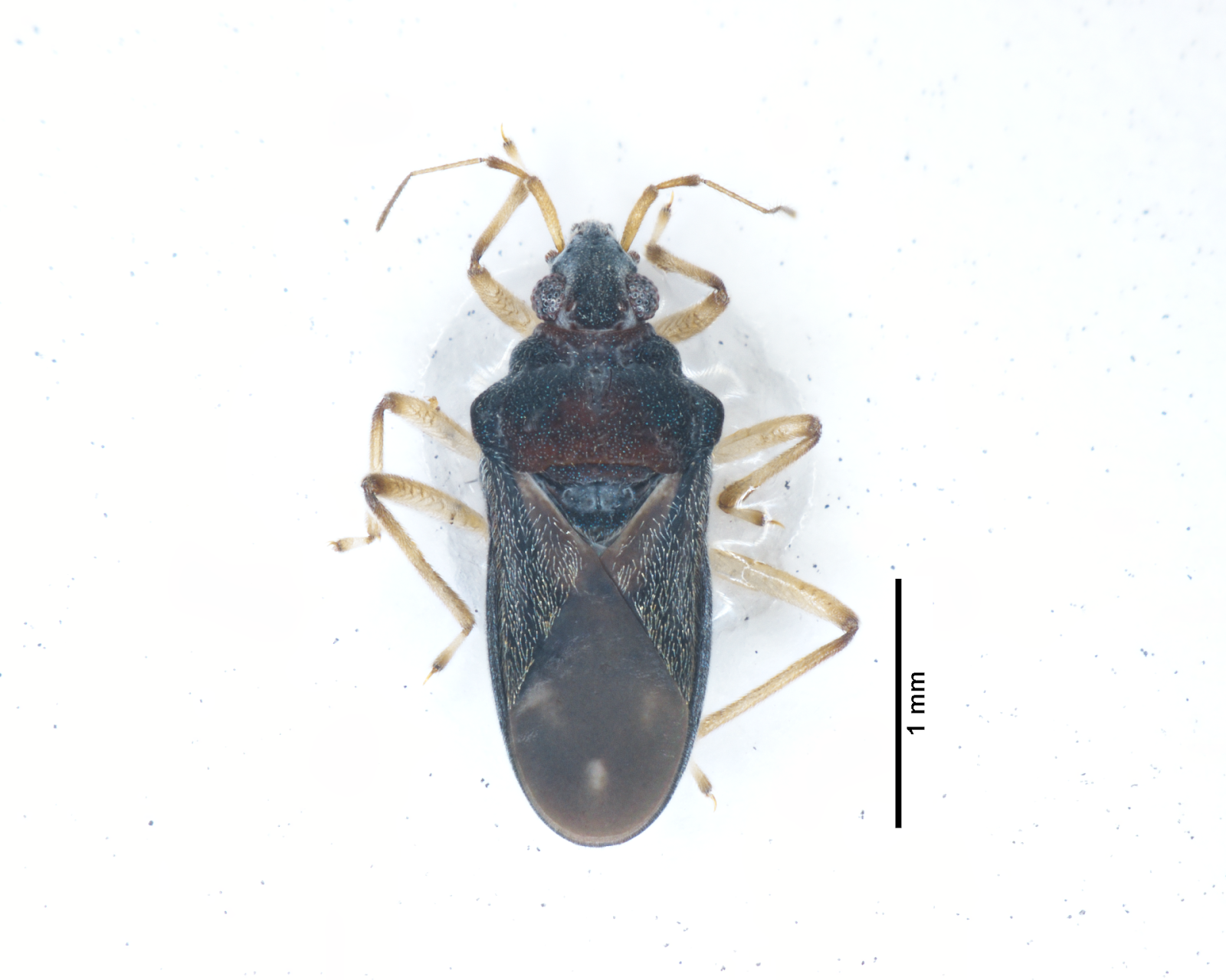 しみじみ牙蟲: 啓蟄の台湾