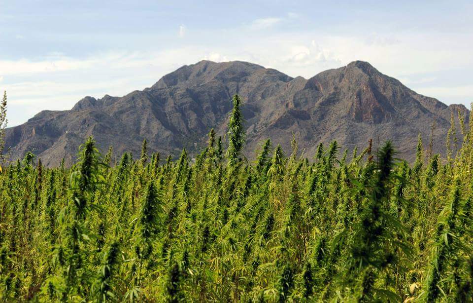 Palabra de Clío.: El cultivo de cáñamo en la Alta California española.