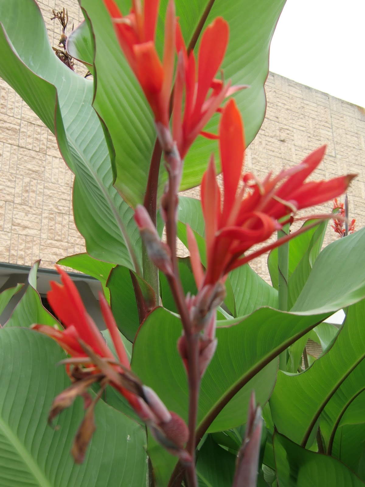 Plantas de Huerta Otea, Salamanca: Achira, capacho (Canna indica)
