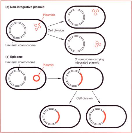 [Vectors for Gene Cloning : Plasmids and Bacteriophages] 플라스미드(Plasmids ...
