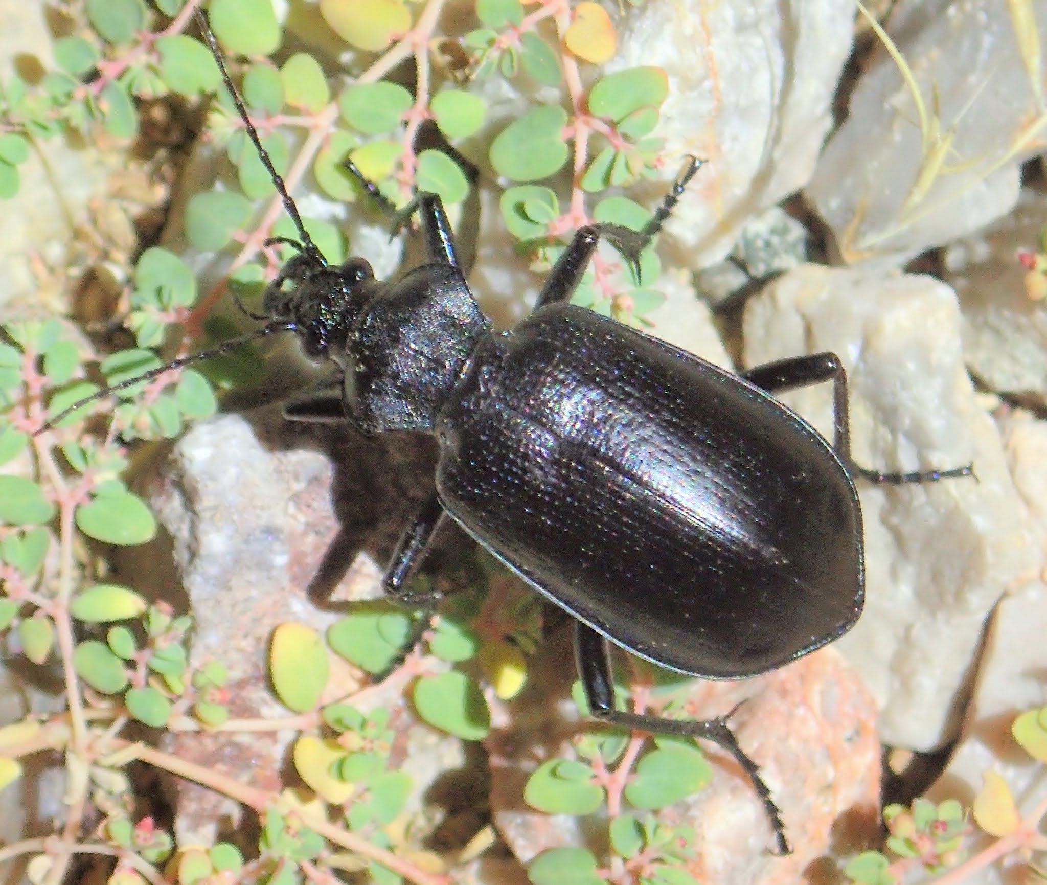 Arizona: Beetles, Bugs, Birds and more: Population Explosion of the ...