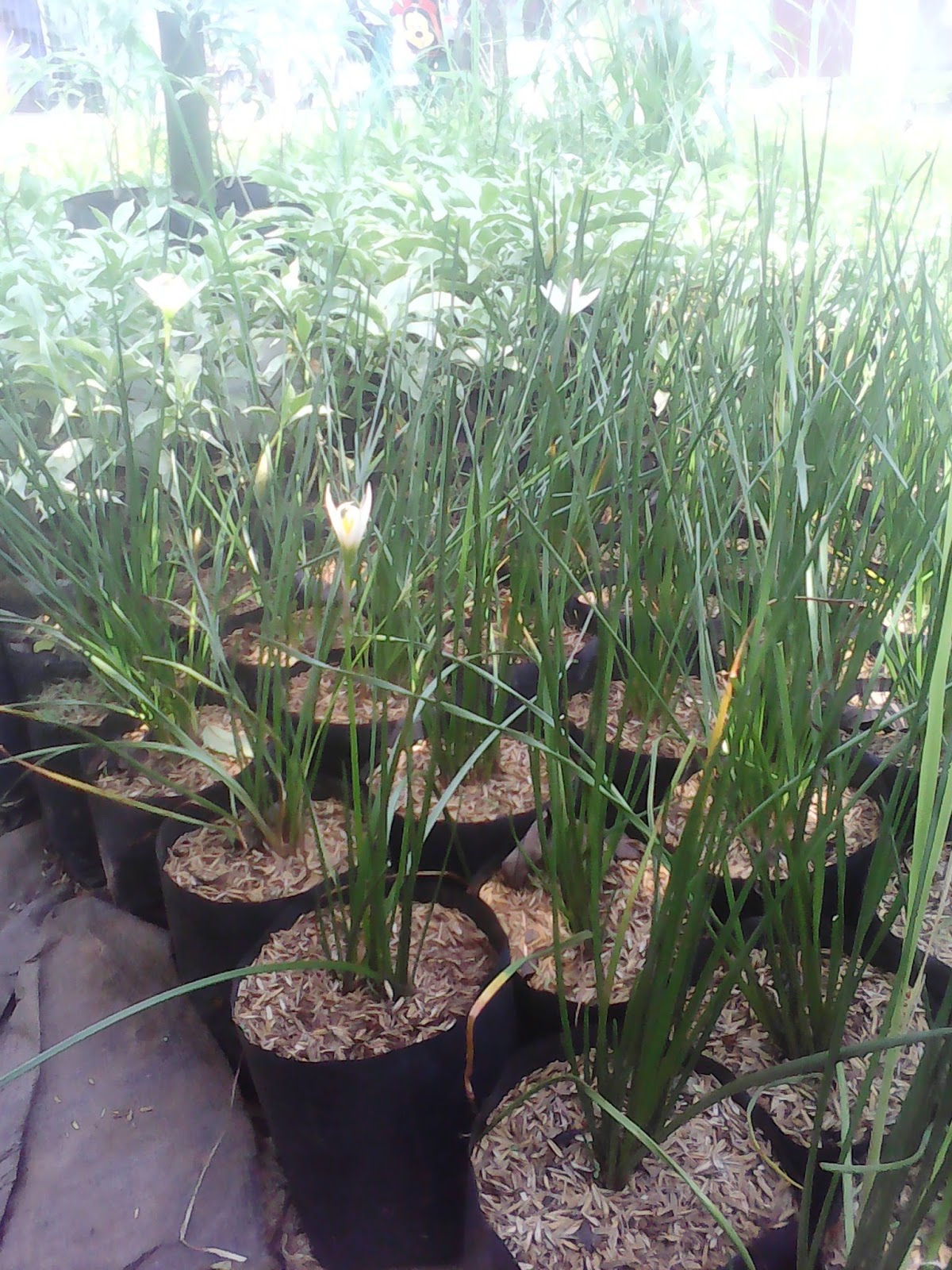 JUAL POHON KUCAI MINI PENGGANTI RUMPUT | RUMPUT KUCAI MINI MURAH ...