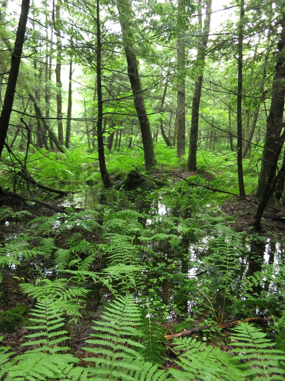 The Dancing Donkey: Squelch, Squelch, Squelch...
