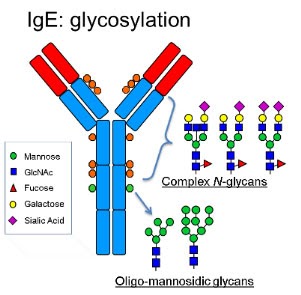 What does high IgE indicate and what is its Ayurvedic management? - Dr ...