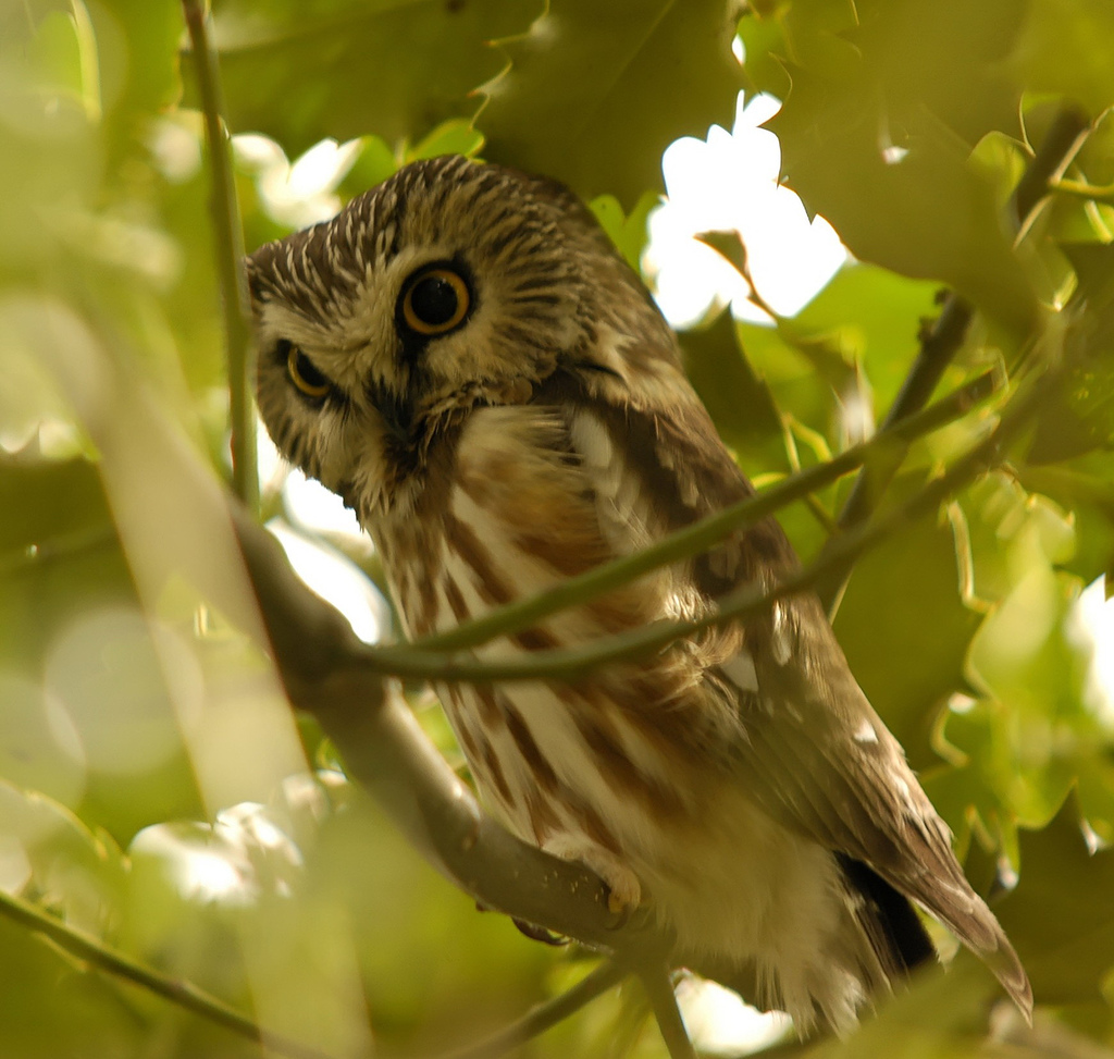 Bermuda saw whet owl - Alchetron, The Free Social Encyclopedia