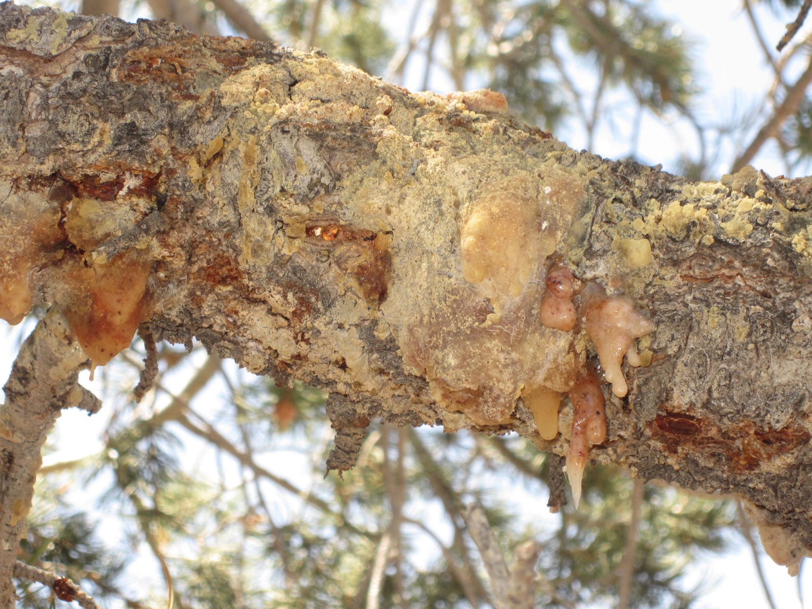 CO-Horts: Piñon pines under attack in SE Colorado
