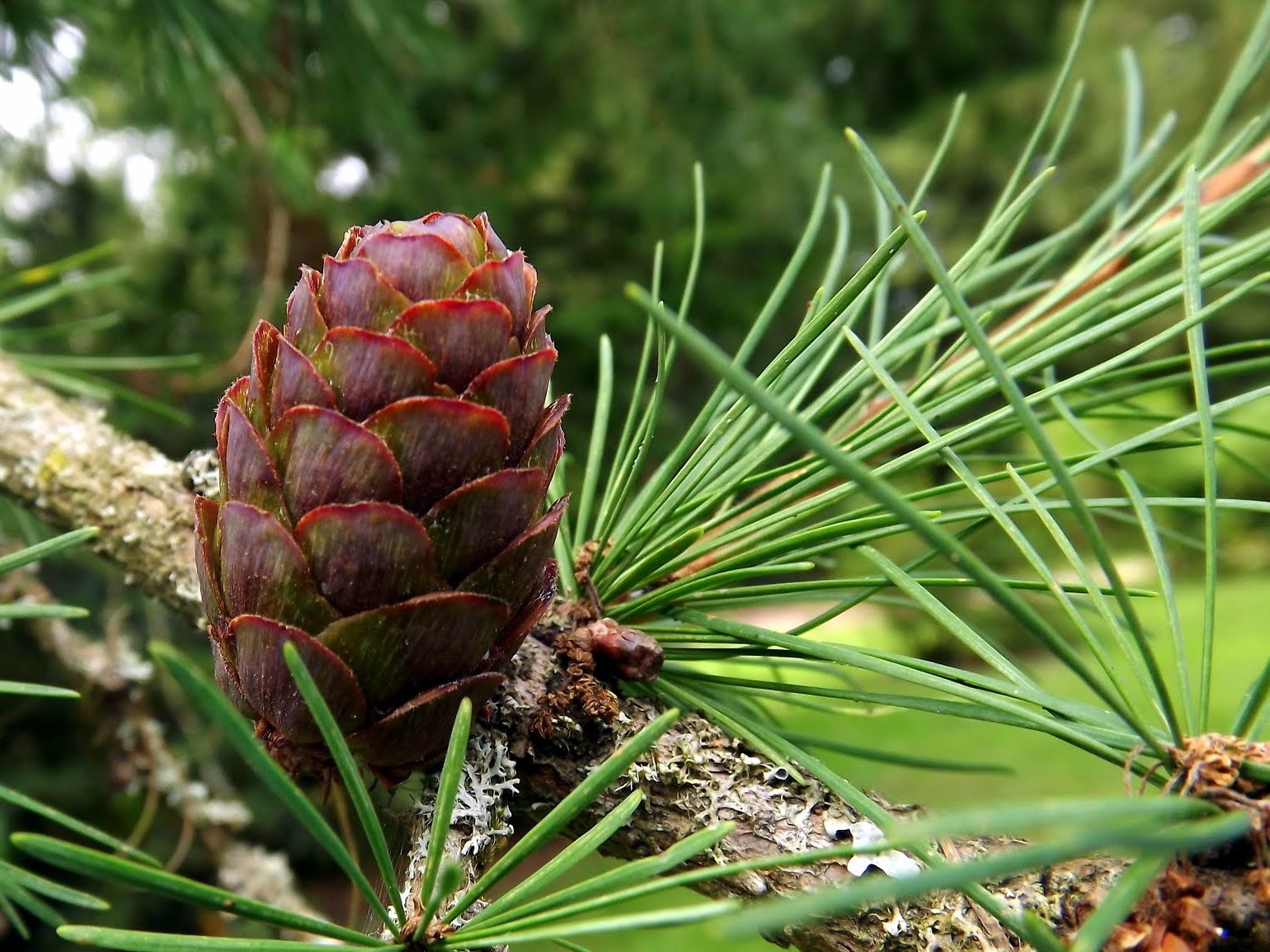 Taxonomia Plantae no Magnoliopsida: Phylum Tracheophyta Clase Pinopsida ...