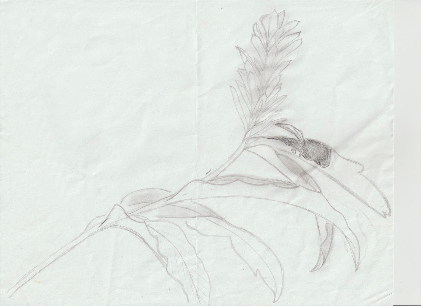 Designing with freedom: Practica Dibujo Natural