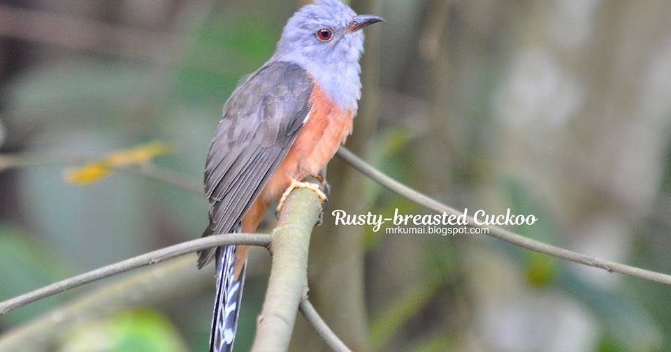 mrkumai.blogspot.com: Koleksi Burung di Cameron Highlands: Rusty ...