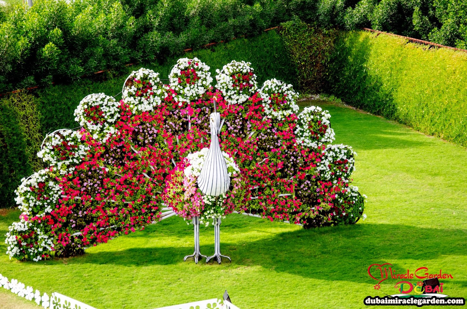 KOTAKITAKU: Taman Bunga di Padang Pasir "Dubai Miracle Garden ...