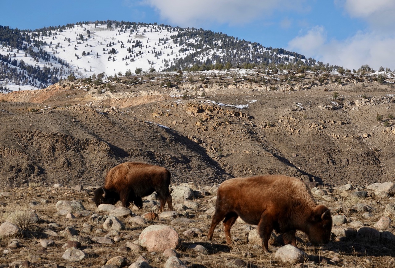 Rick Lamplugh: A Day in the Yellowstone Bison Migration: A Photo Essay