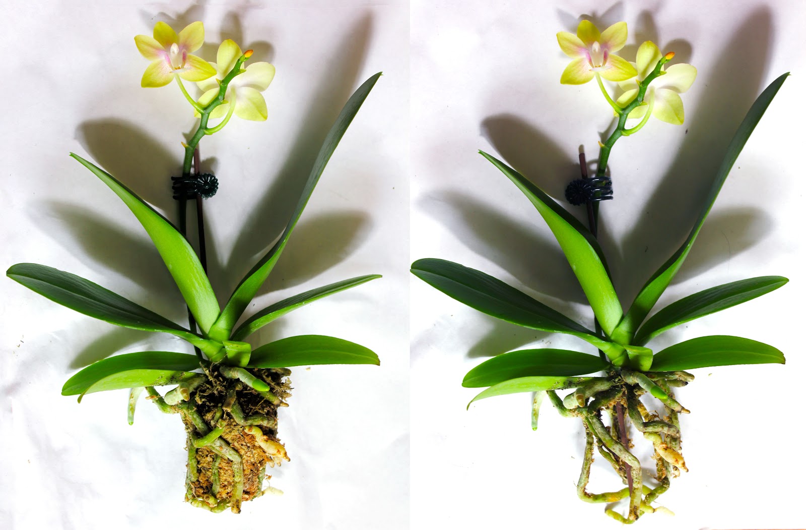 Maria's Orchids: New Orchid: Phal Gold Tris 'Desk Pot'