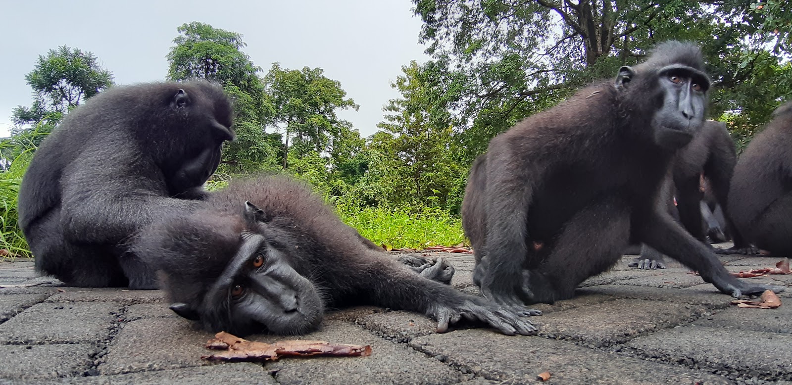 Sulawesi Mammals Primate Birds photography tour