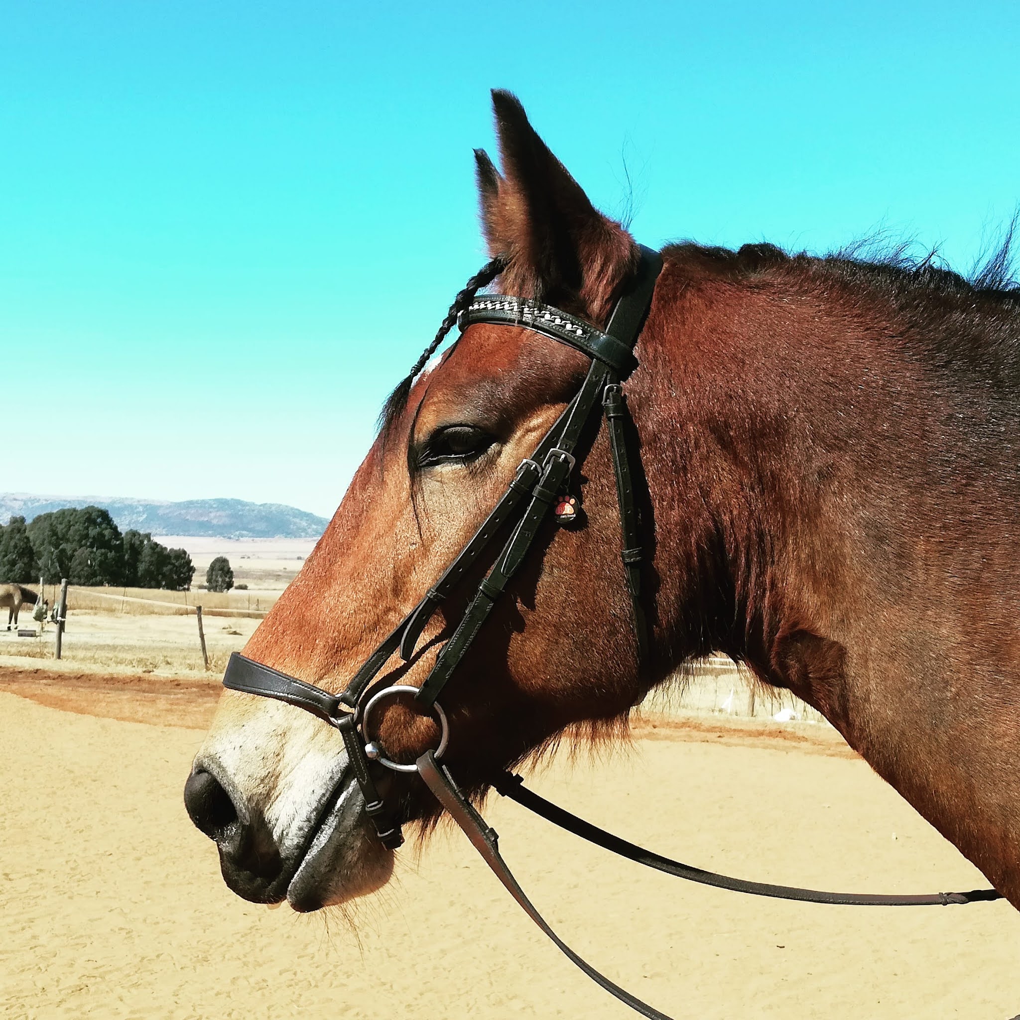 Riding on Water: Onward, Noble Steed Riding on Water: Onward, Noble Steed