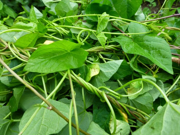 Miss Edna's Place: An Invasive Vine Is Ruining Gardens