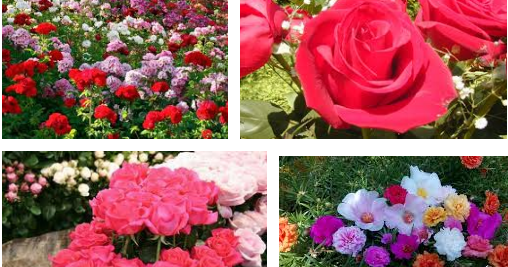 49+ Baru Macam Macam Warna Bunga Mawar Asli, Campuran Warna