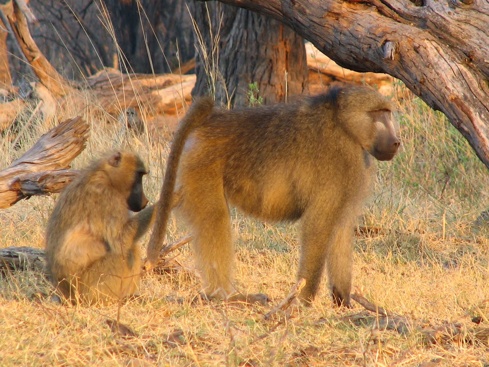 Mary J Getten Animal Communicator: African monkeys