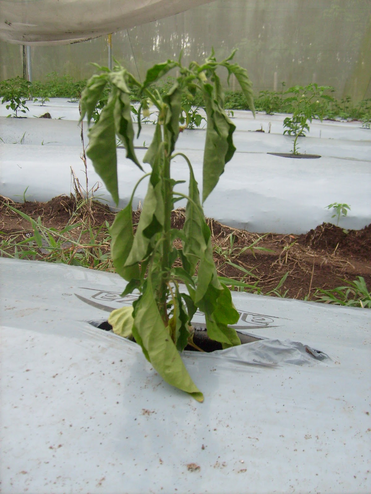 Ing. Nodier Ramirez Cortes: Marchites del Chile