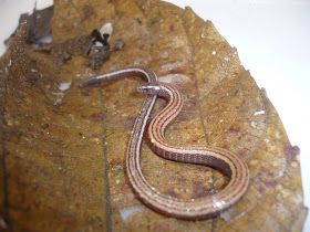 Real Monstrosities: Spectacled Lizard