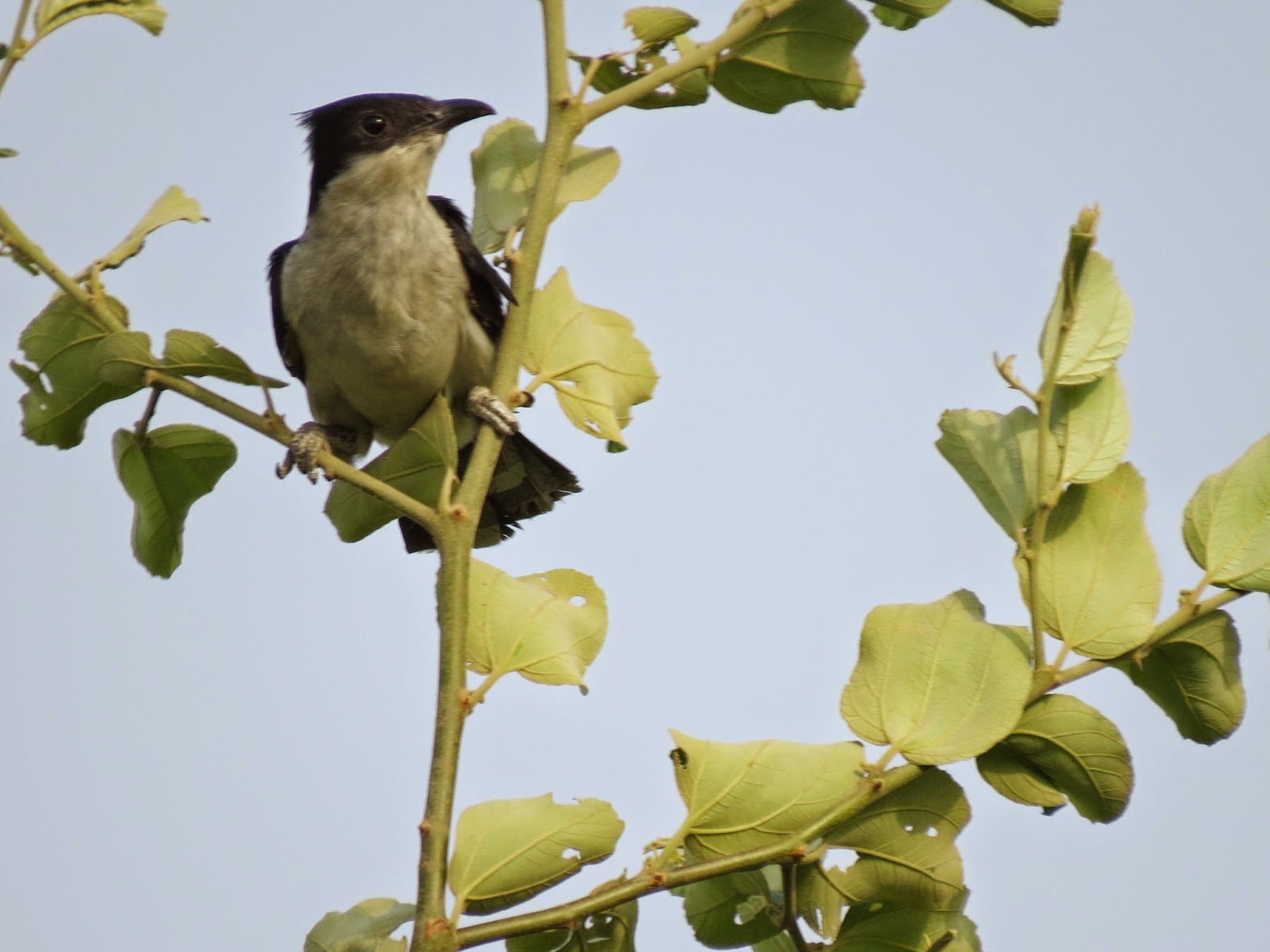 Birds in Delhi(India): Jacobin cuckoo