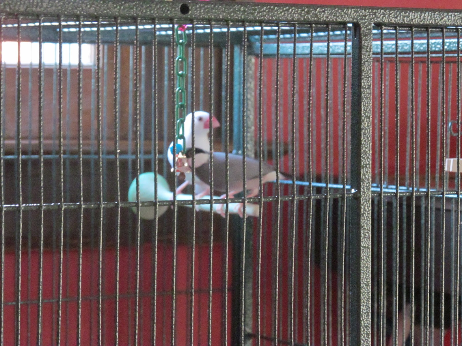 Pets and other Critters: Java Finches