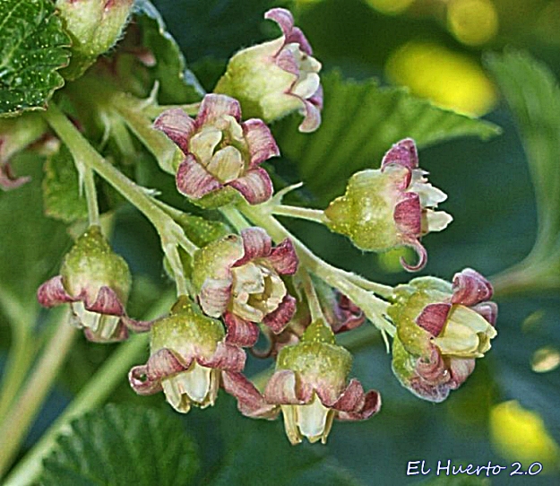 Galefod: Grosellero negro