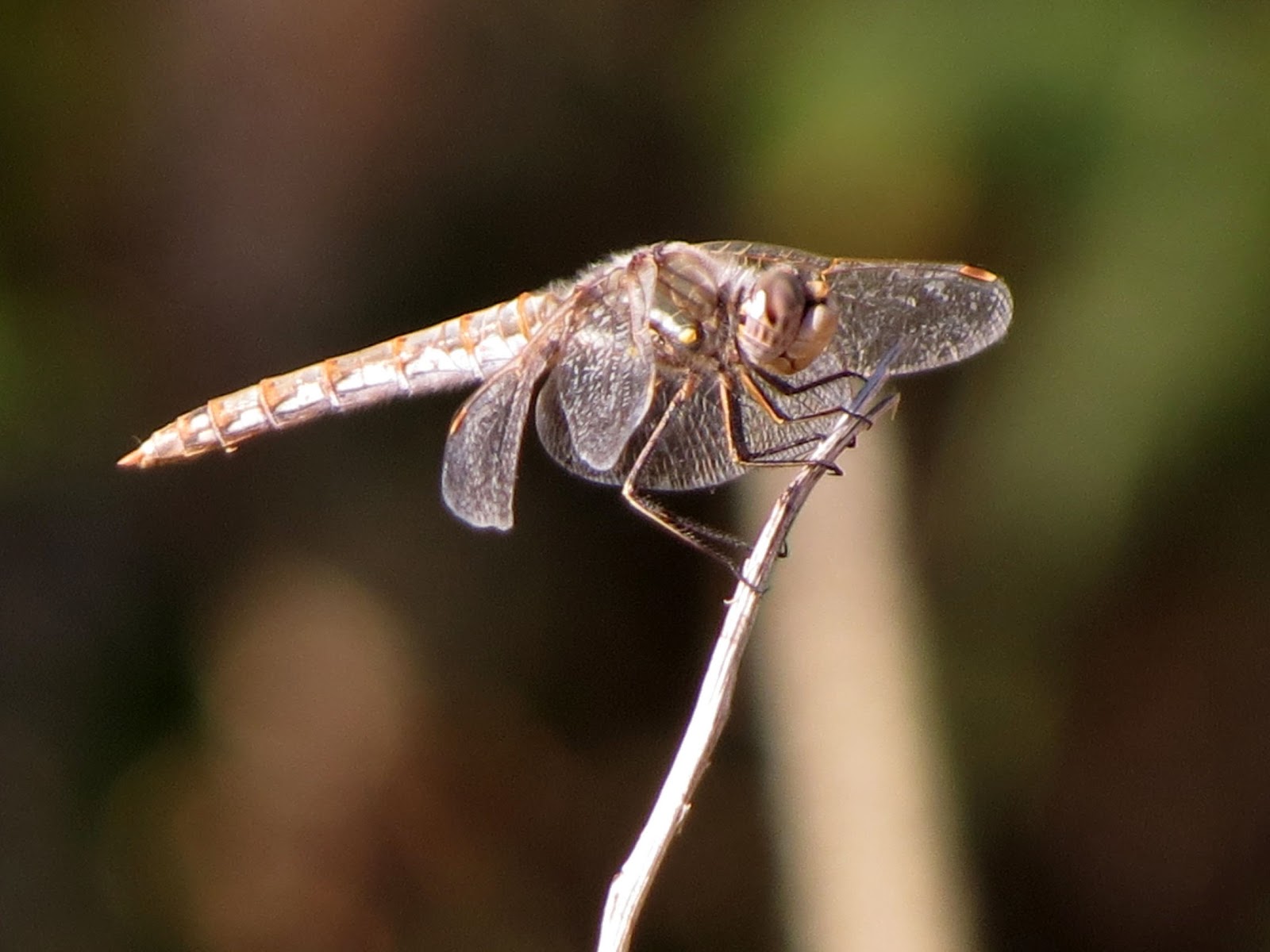 Desert Colors: Dragonflies