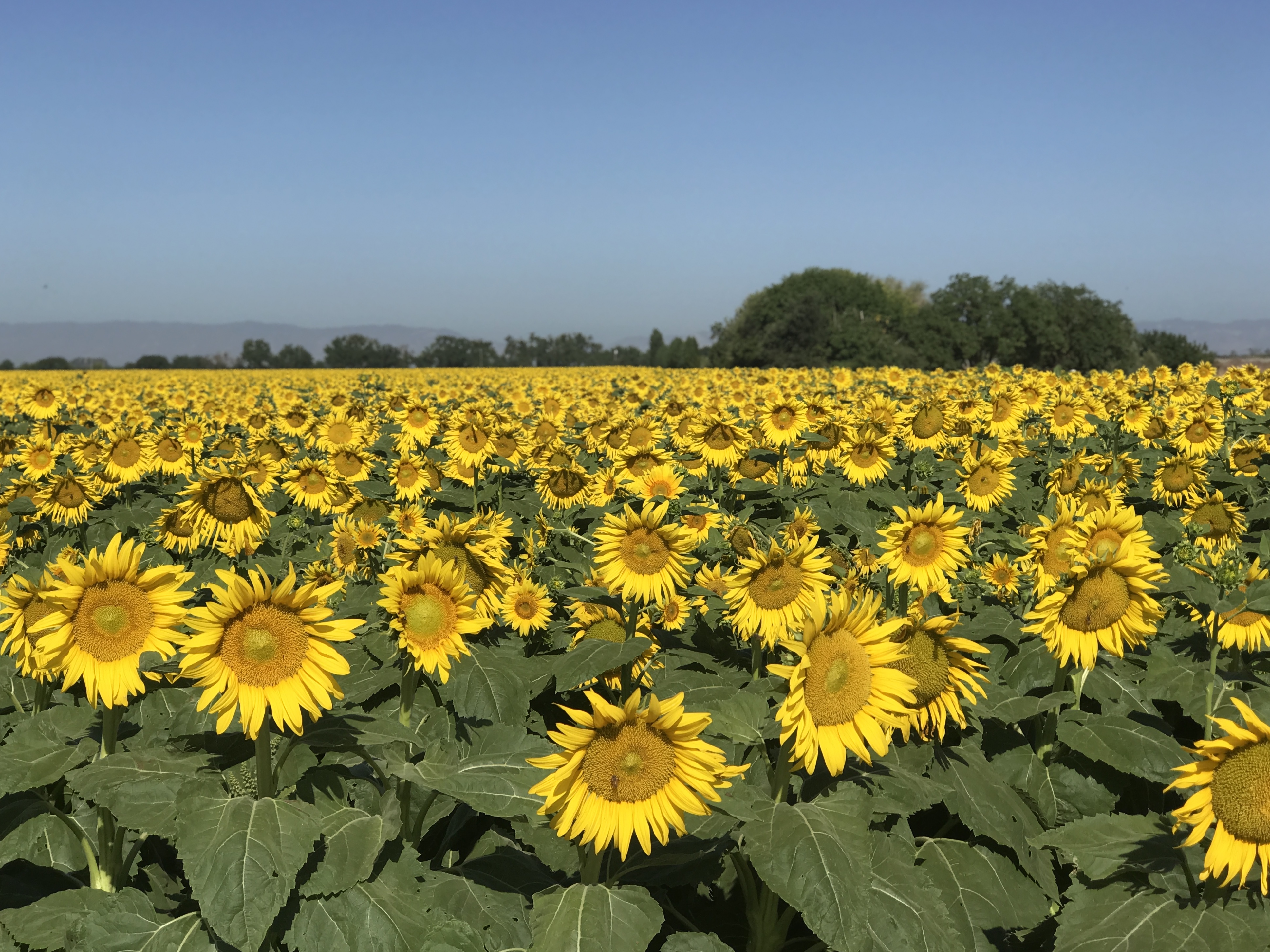 San Francisco Bay Style: Visiting the Sunflower Fields in Northern ...